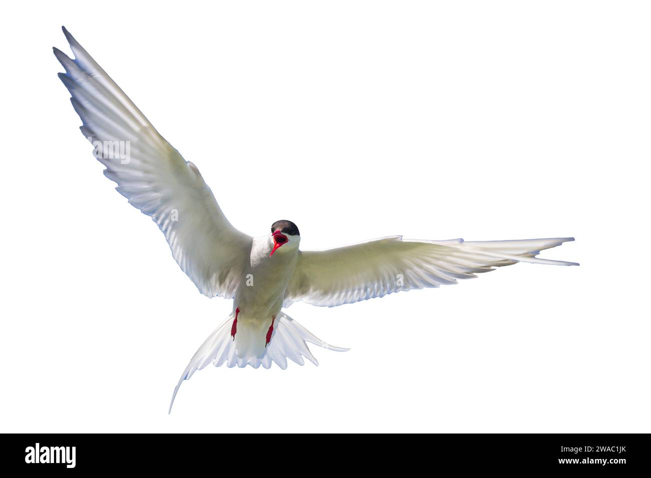 Watching sea Cut Out Stock Images & Pictures - Alamy
