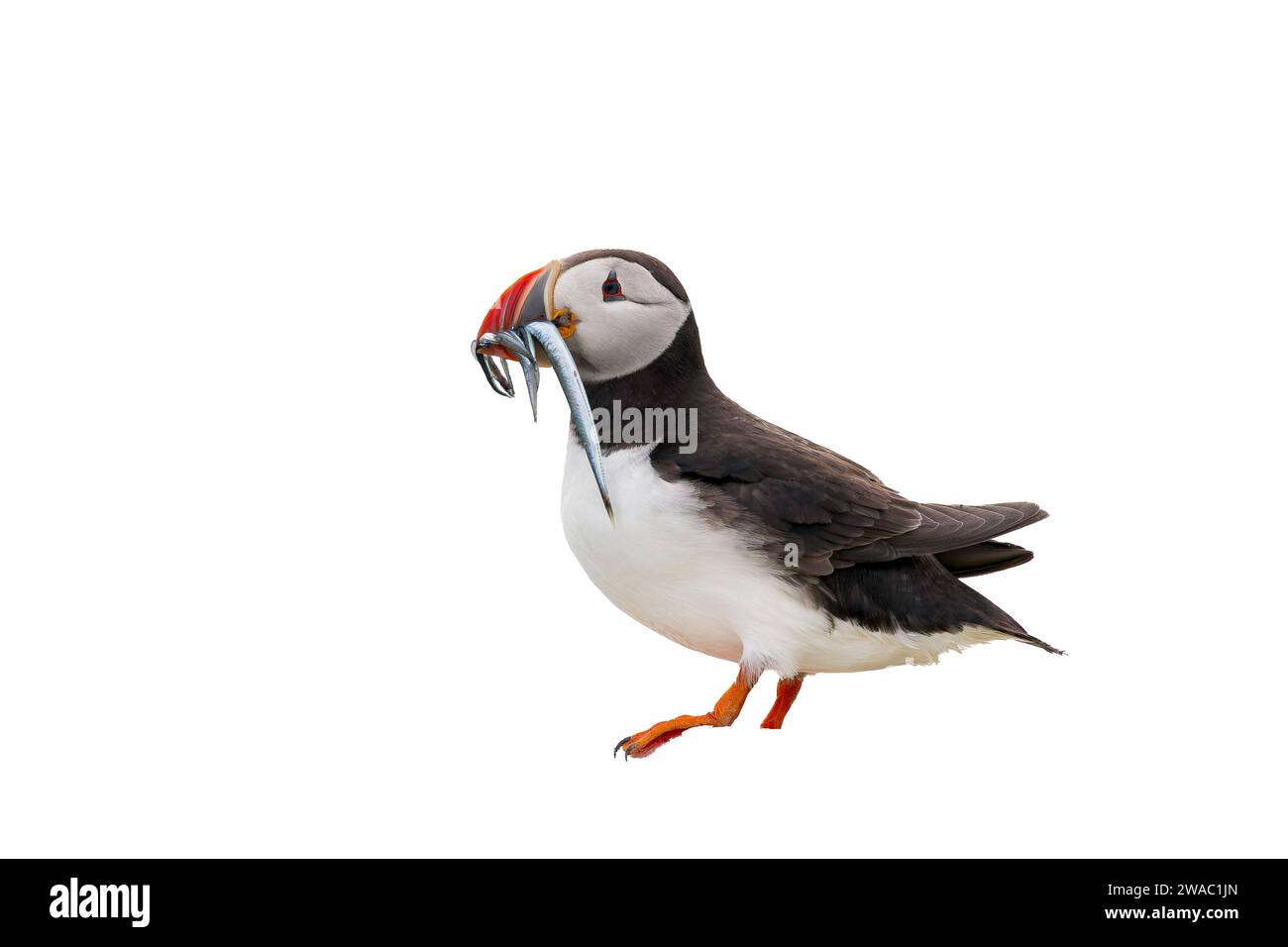 Colony fish Cut Out Stock Images & Pictures - Alamy