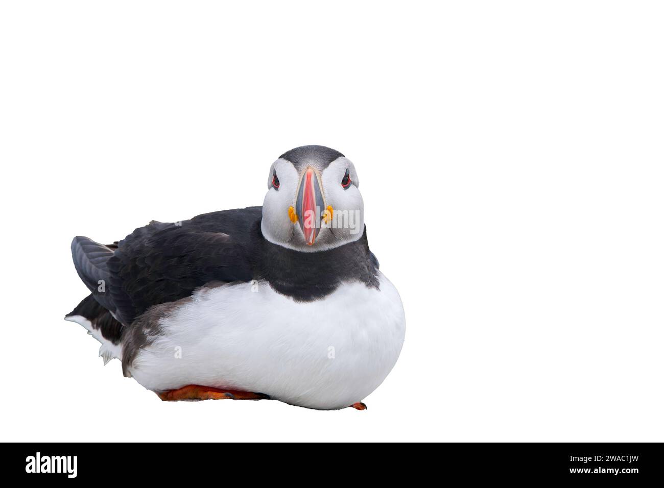 cut out image of single Atlantic puffin, Fratercula arctica, lying down ...