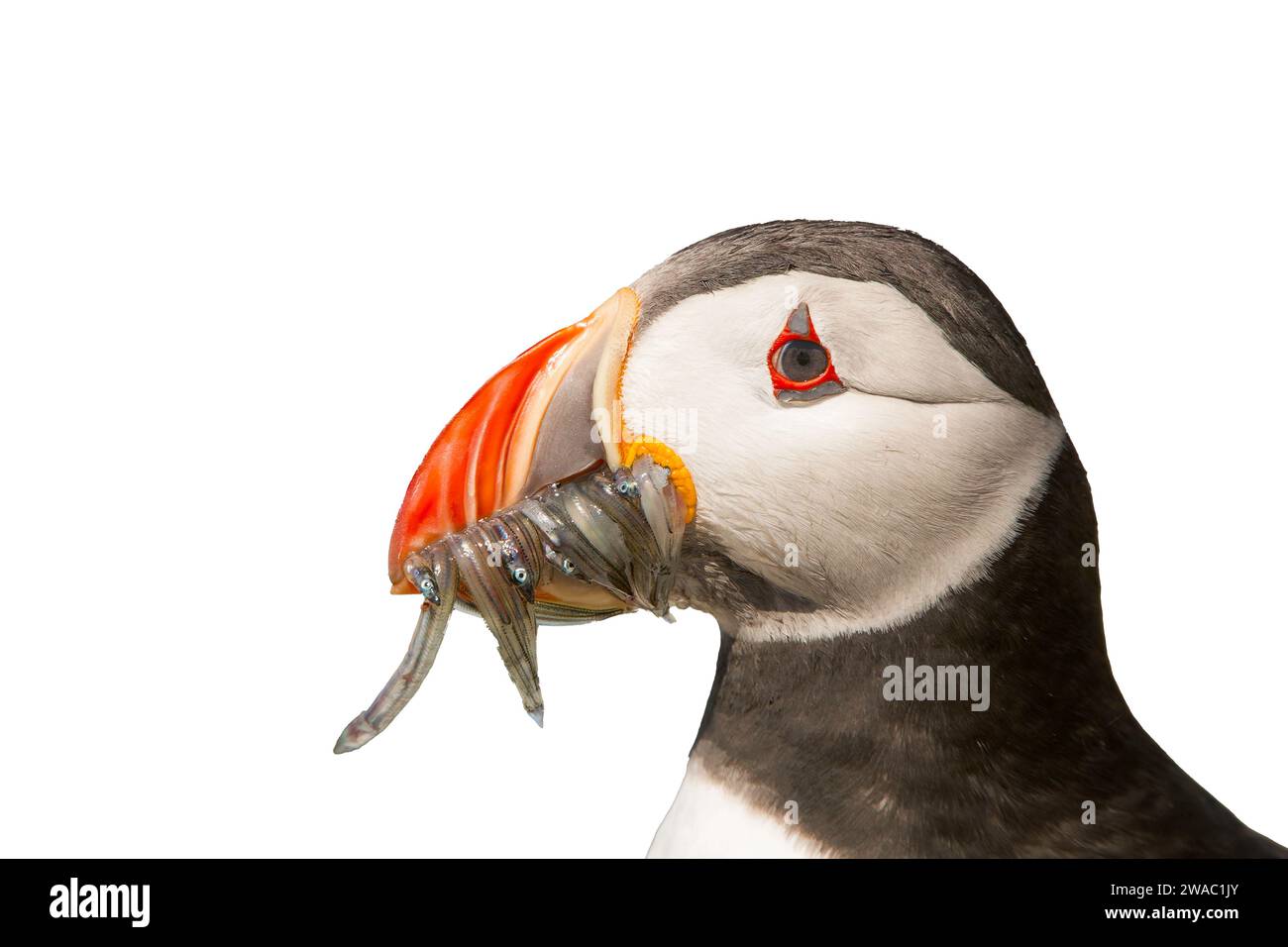 cut out image of close up of head of single Atlantic puffin, Fratercula ...