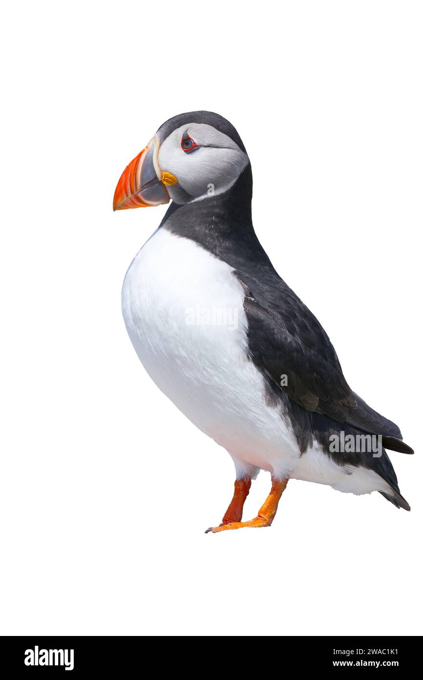 cut out image of single Atlantic puffin, Fratercula arctica, standing ...