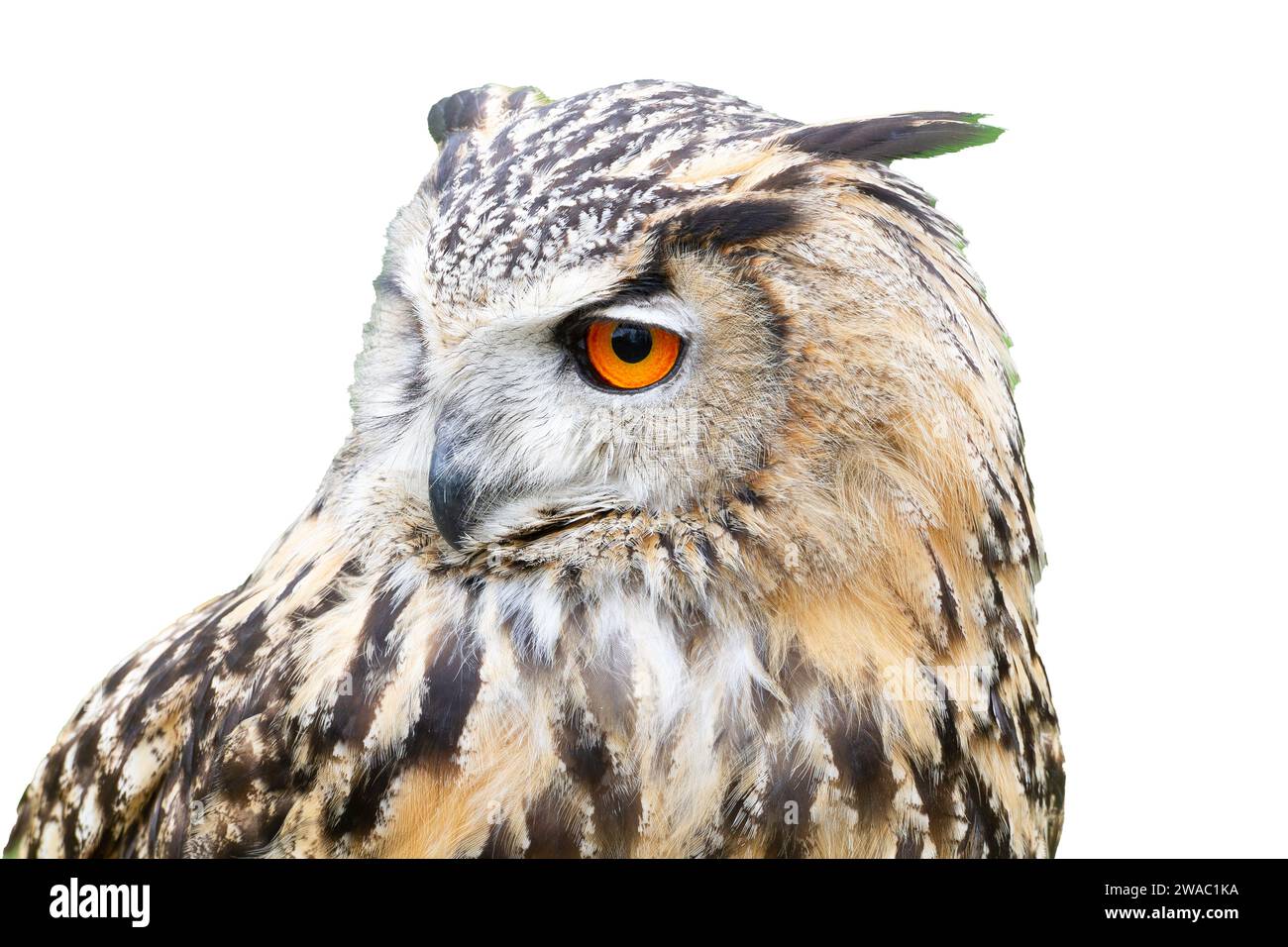 cut out image of close up of head of single Eurasian eagle owl, Bubo ...