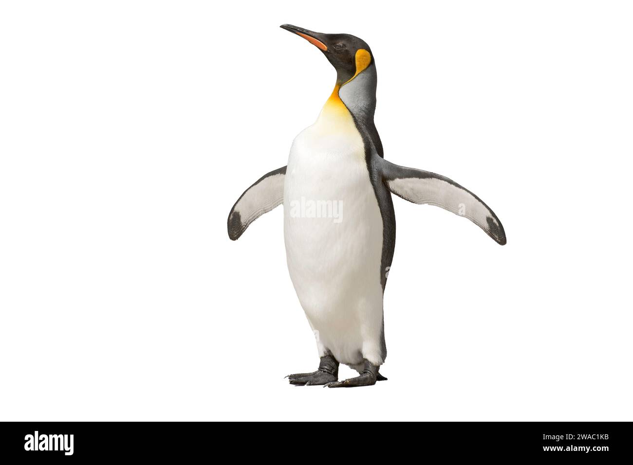 cut out image of single king penguin, Aptenodytes patagonicus, standing ...