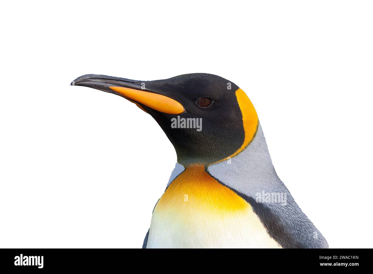 cut out image of head of king penguin, Aptenodytes patagonicus Stock ...