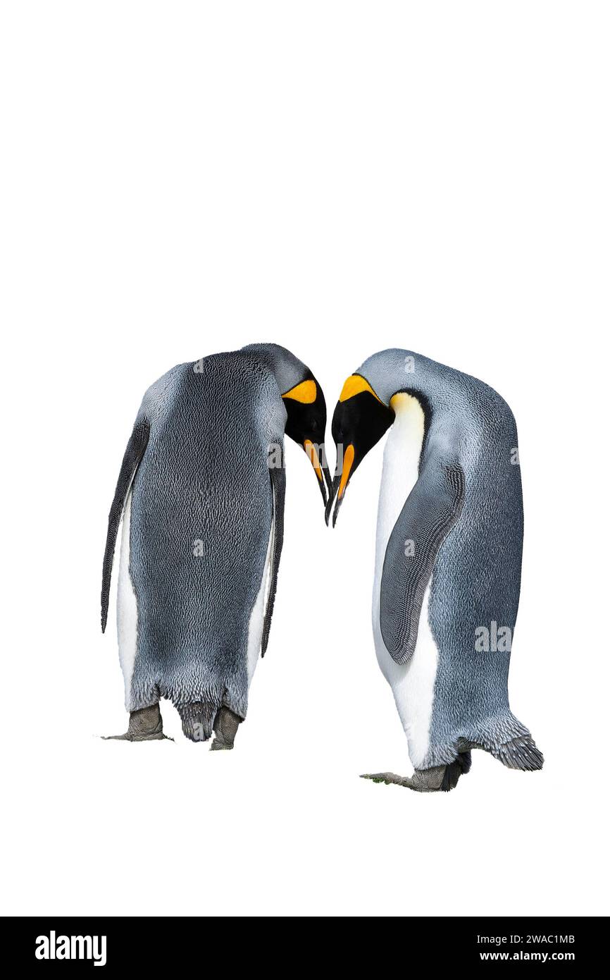 King penguins pair aptenodytes Cut Out Stock Images & Pictures - Alamy