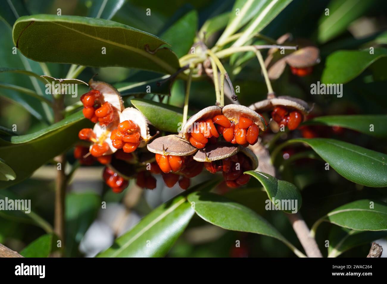 Pittosporum tobira hi-res stock photography and images - Alamy