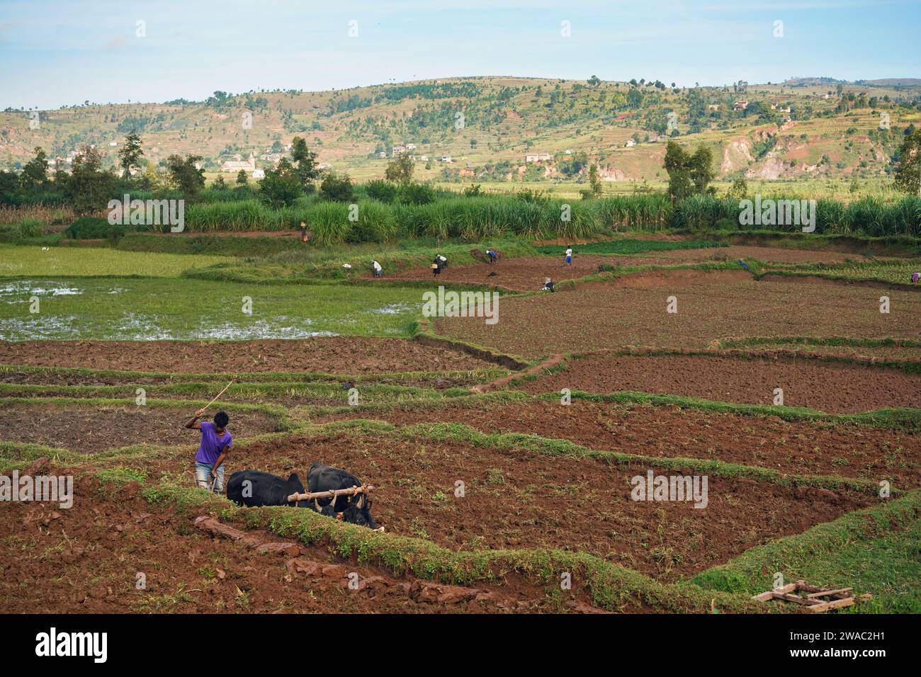 Manandoana, Madagascar - April 26, 2019: Unknown Malagasy farmer ...