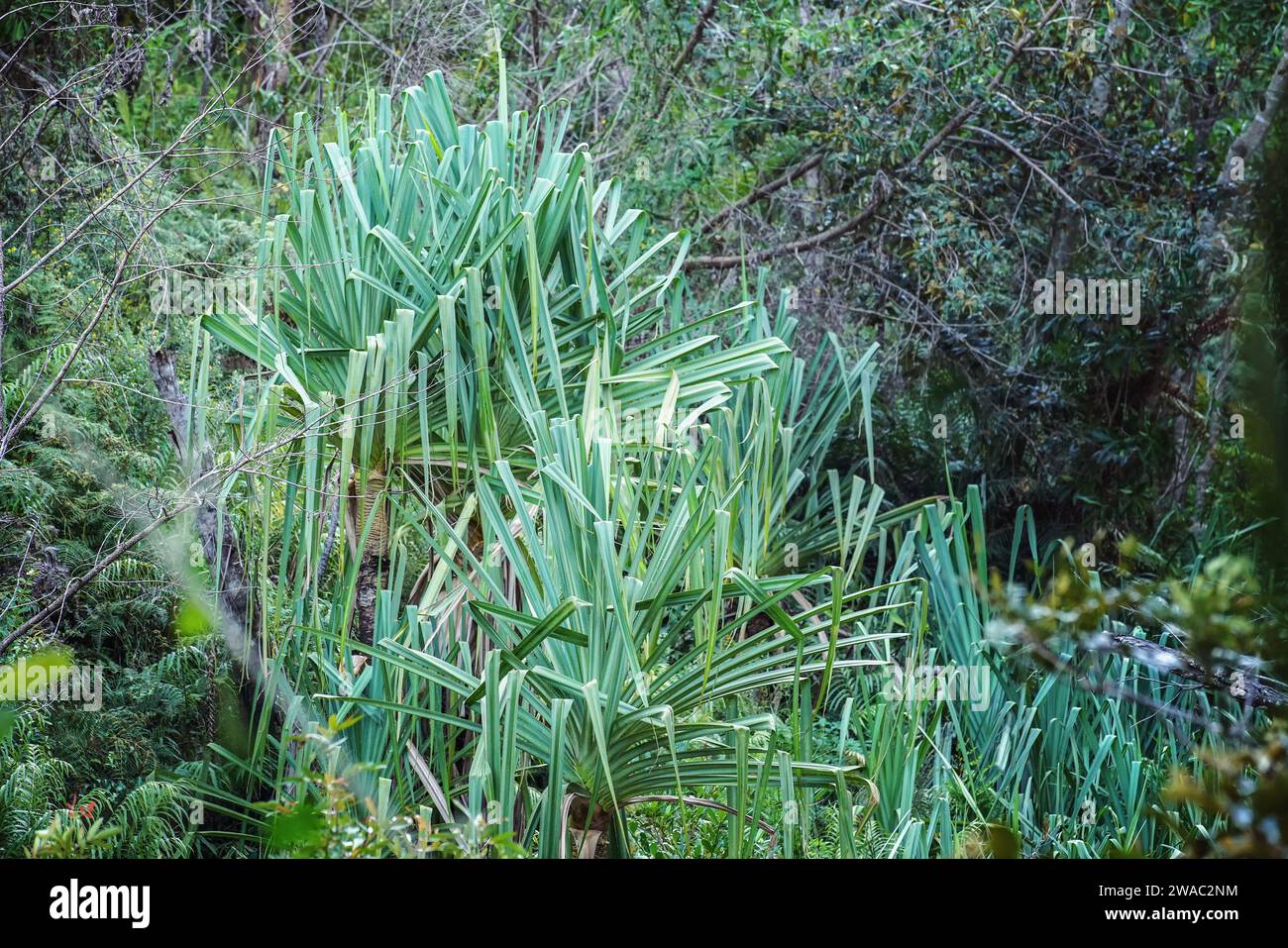African rainforest jungle in Isalo park, close detail to green palm ...