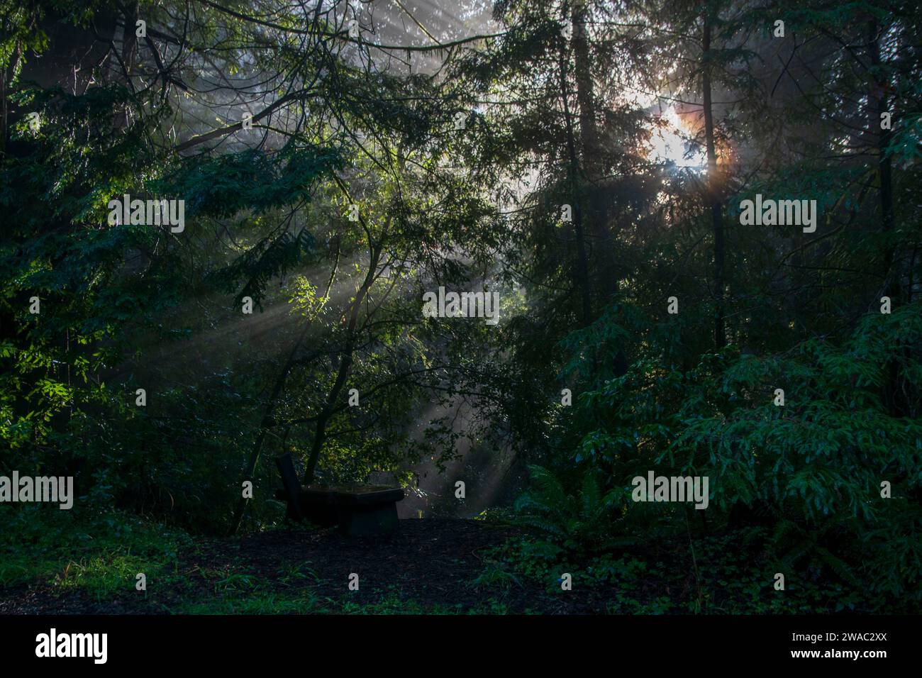 Fog can create amazing lighting conditions among the redwood trees of ...