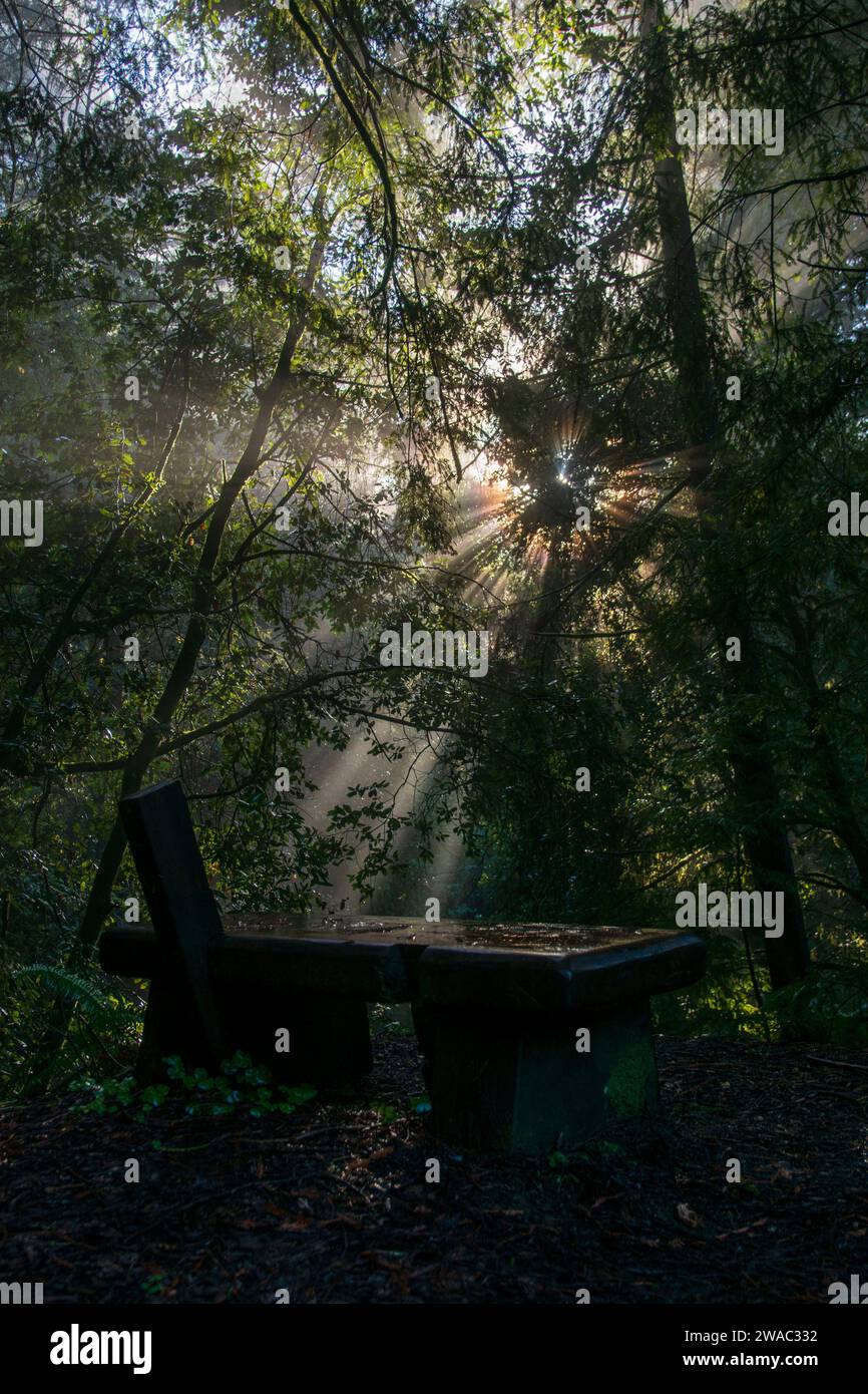 Fog can create amazing lighting conditions among the redwood trees of ...