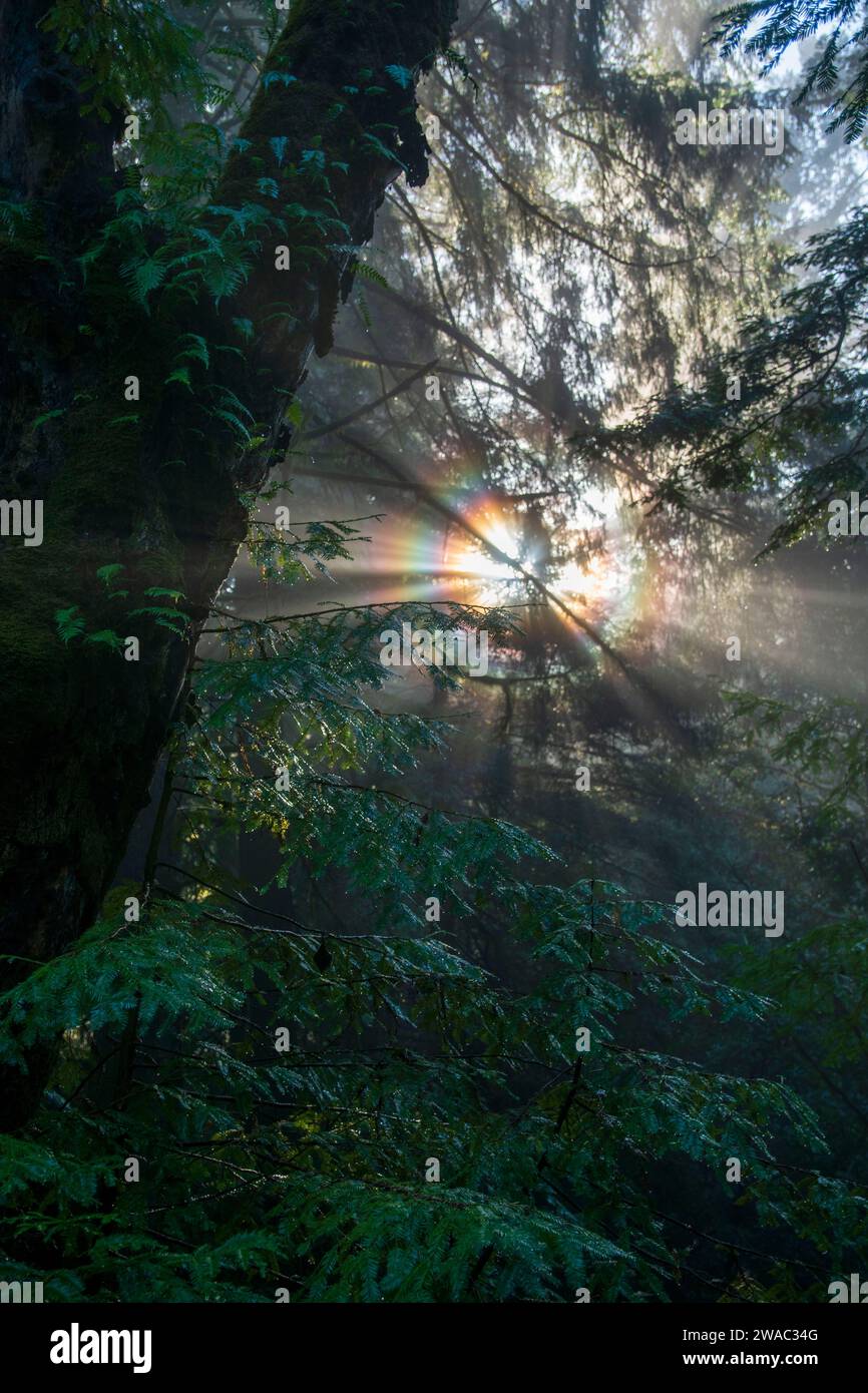 Fog can create amazing lighting conditions among the redwood trees of ...