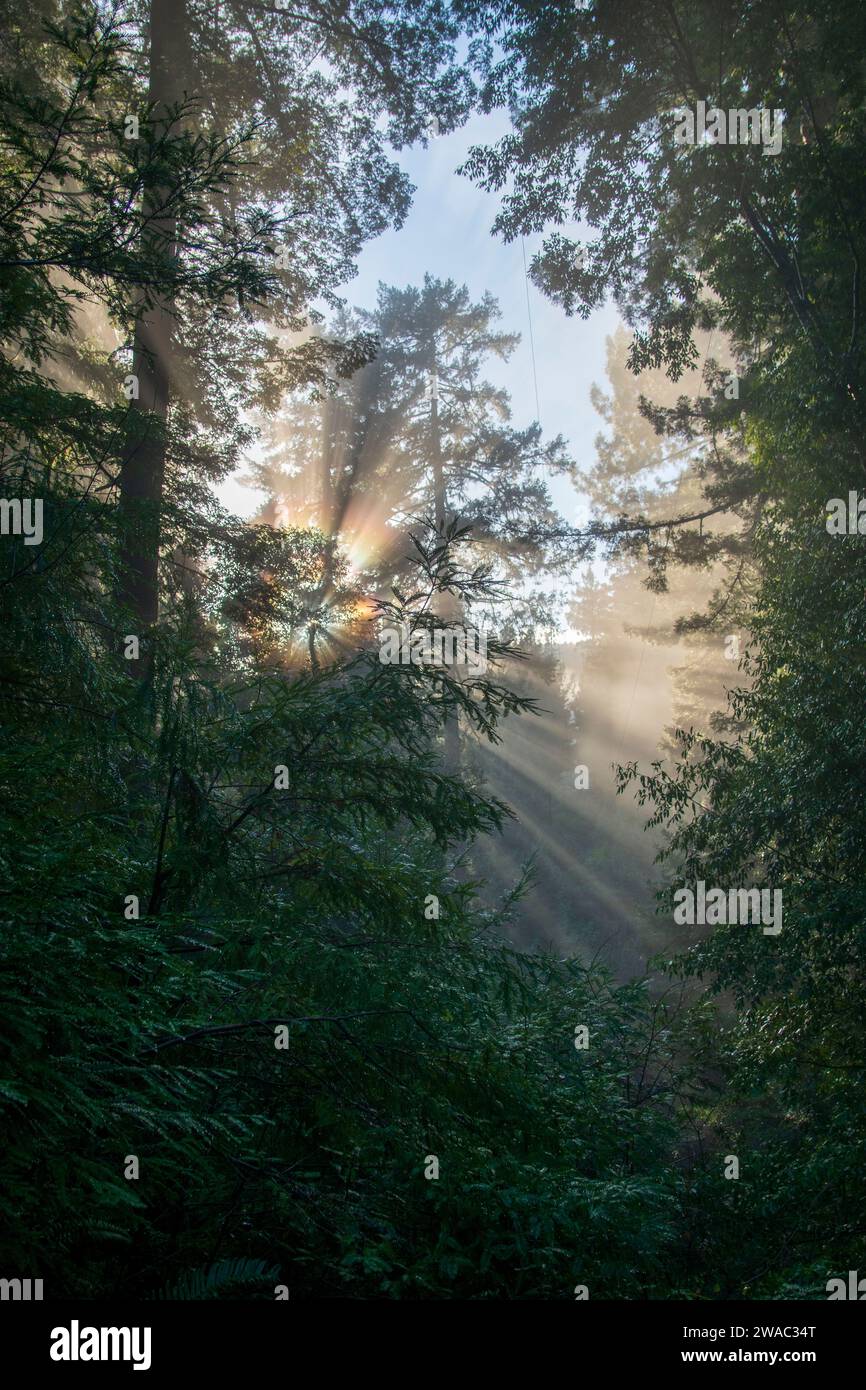Fog can create amazing lighting conditions among the redwood trees of ...