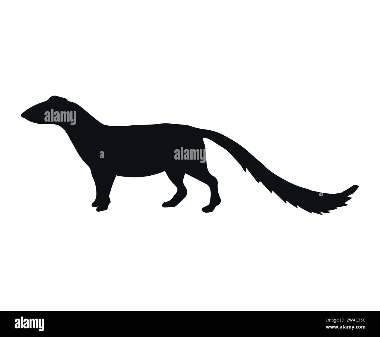 Vector hand drawn mongoose silhouette isolated on white background ...