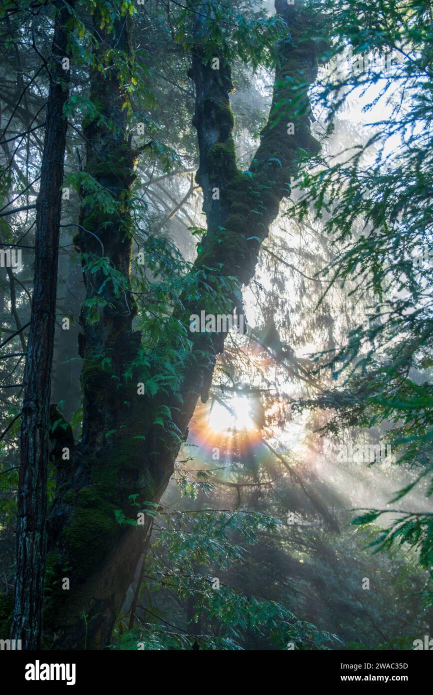 Fog can create amazing lighting conditions among the redwood trees of ...