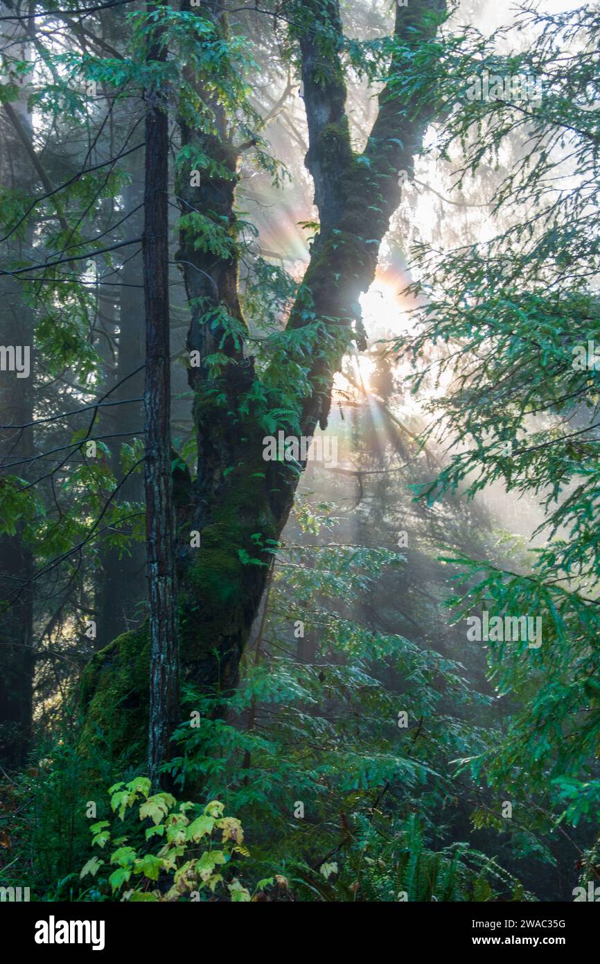 Fog can create amazing lighting conditions among the redwood trees of ...