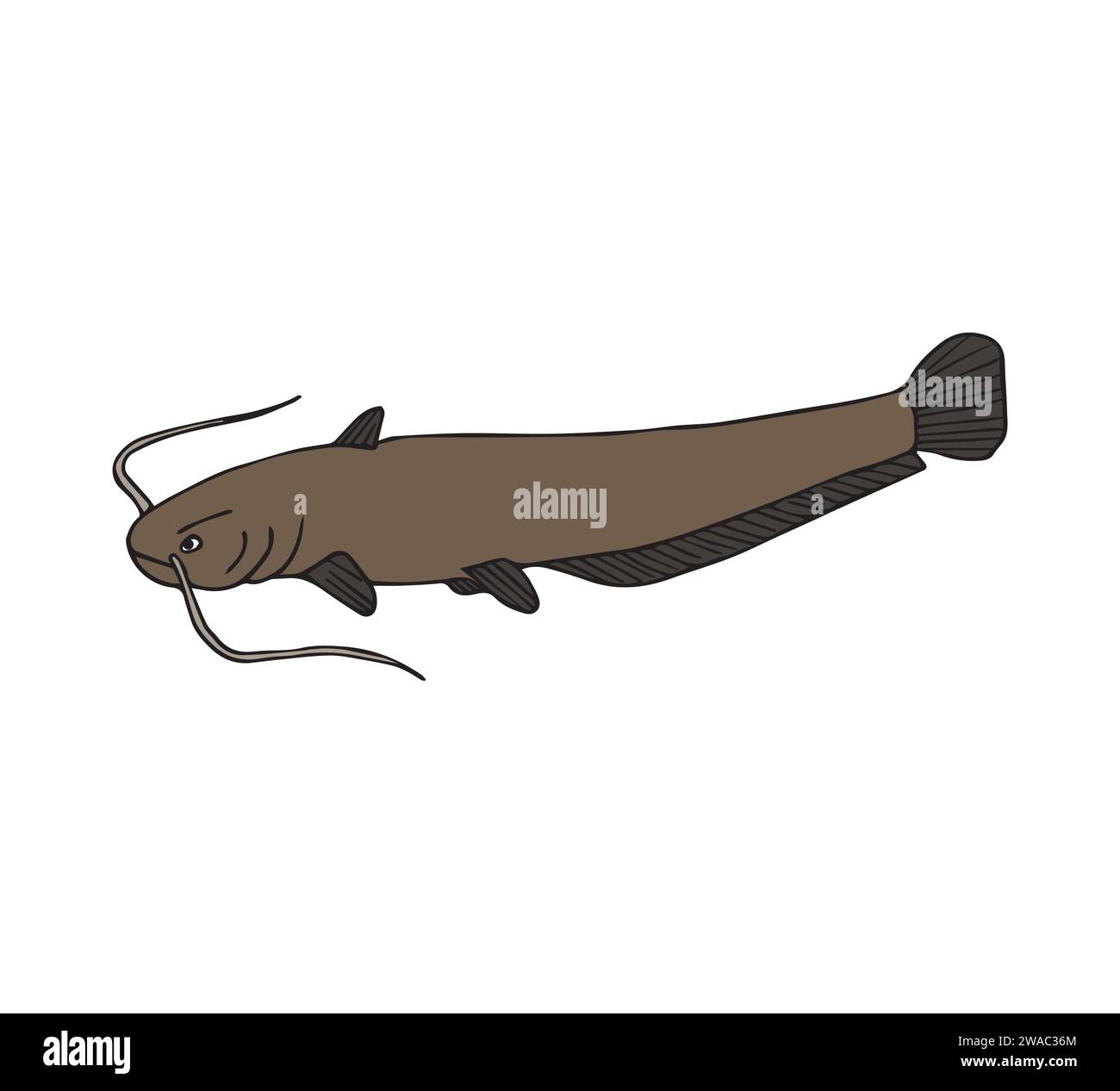 Vector hand drawn doodle sketch colored catfish fish isolated on white ...