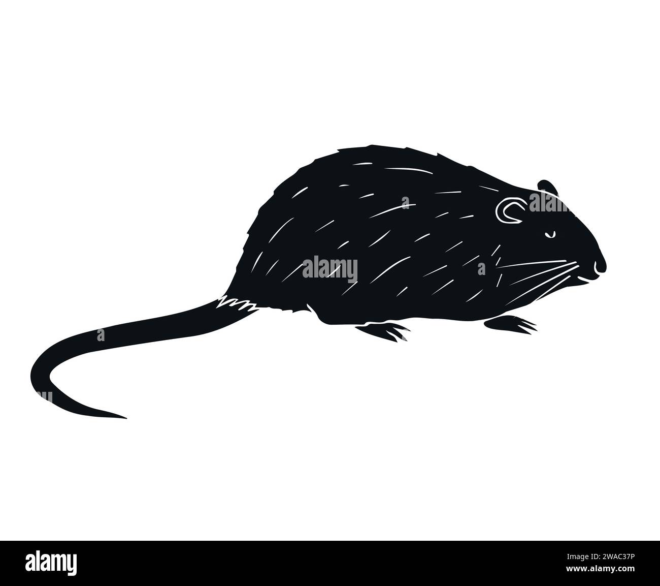 Vector hand drawn doodle sketch black nutria isolated on white background Stock Vector Image ...