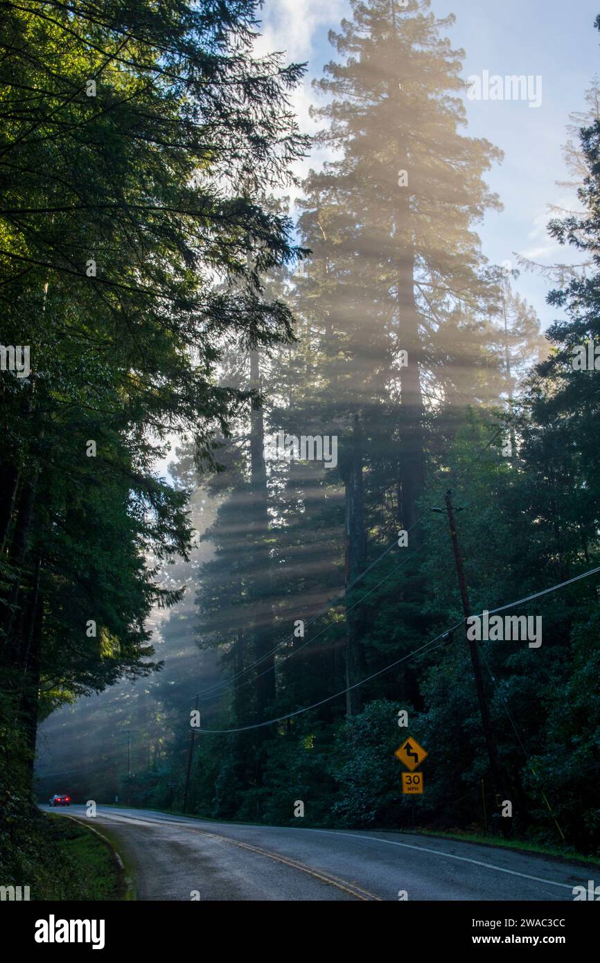 Fog can create amazing lighting conditions among the redwood trees of ...