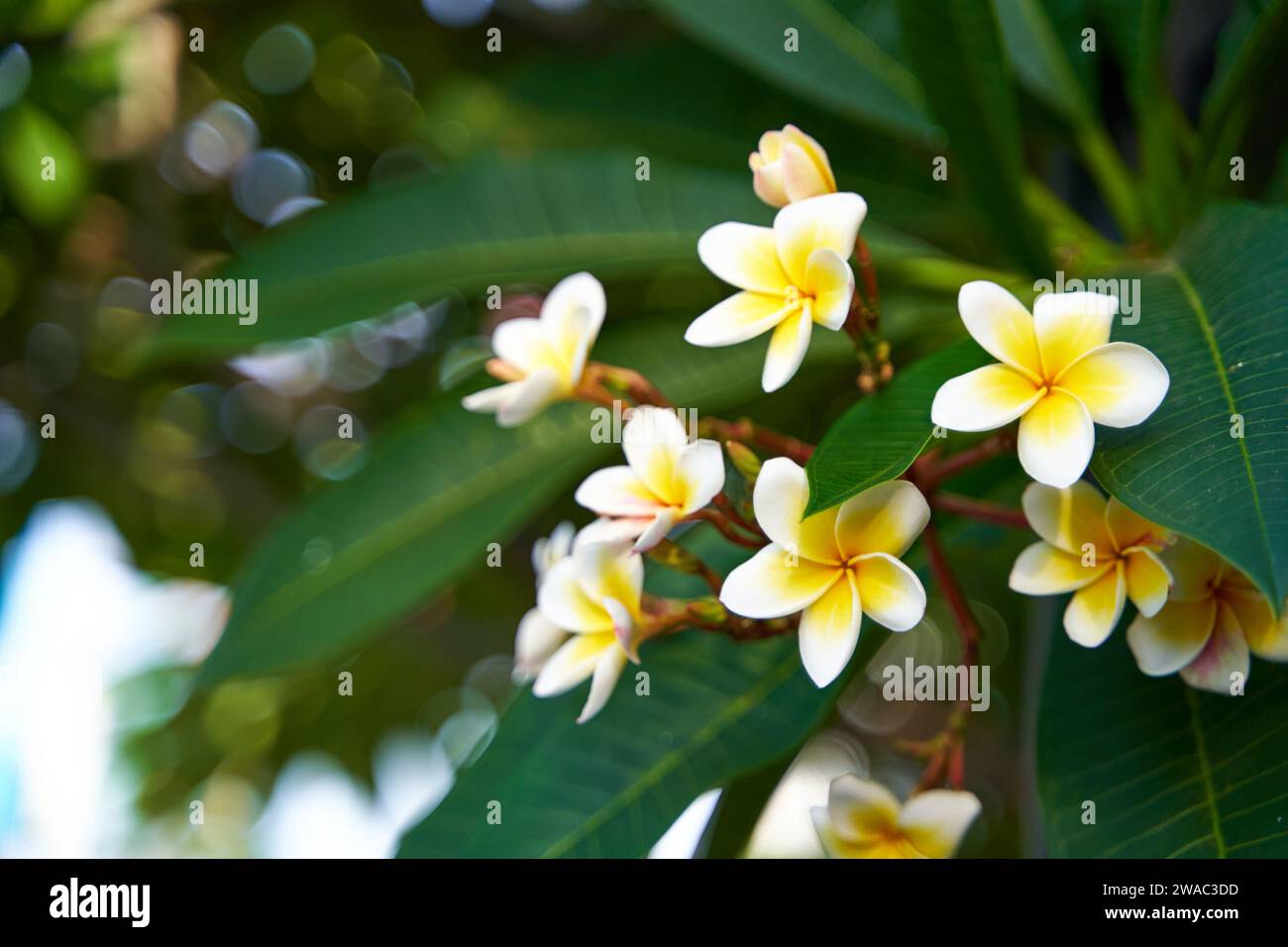 The frangipani flower blooms in a bunch on a tree. The beautiful white ...