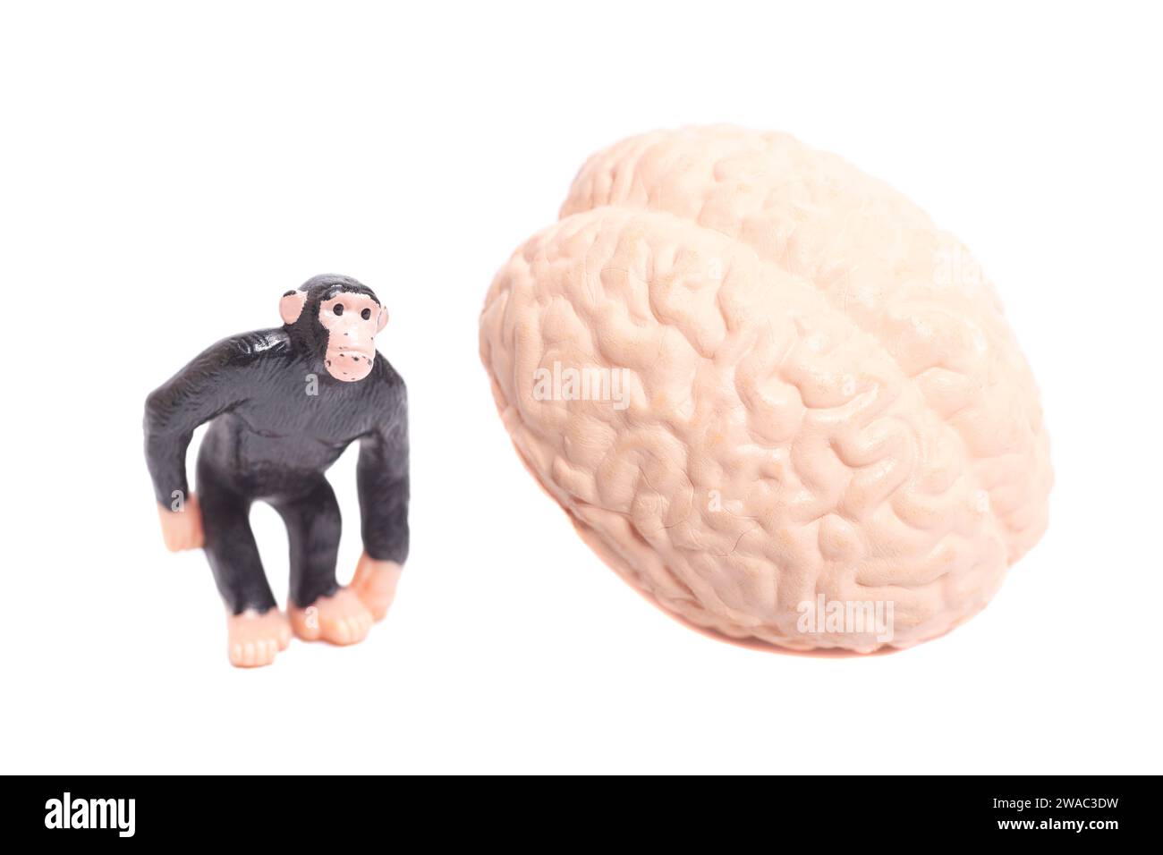 Monkey Toy Animal with Human Brain Anatomical Model Stock Photo - Alamy