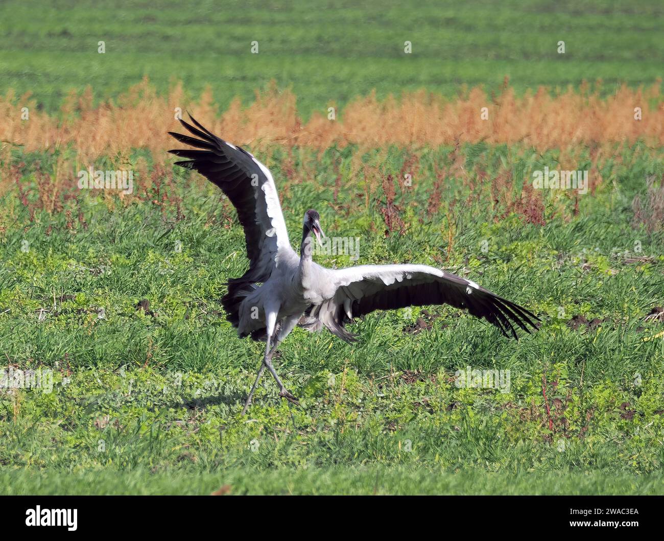 Sick crane hi-res stock photography and images - Alamy