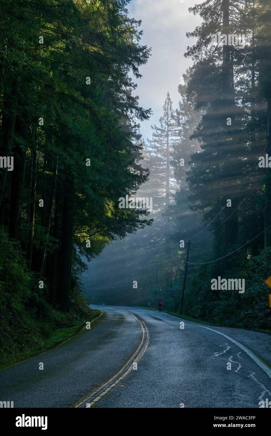 Fog can create amazing lighting conditions among the redwood trees of ...