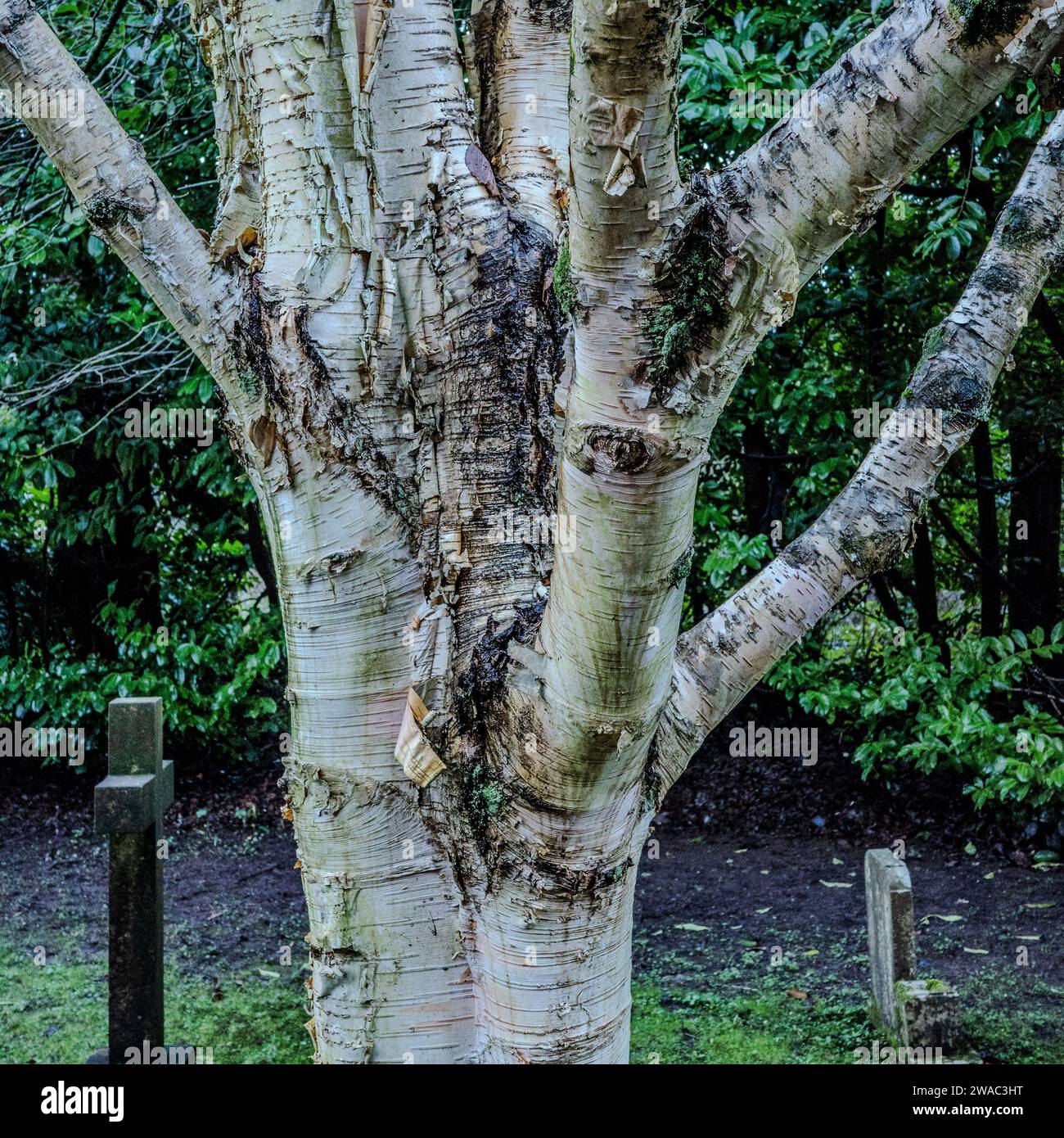 Silver birch tree in winter shedding its bark Stock Photo - Alamy