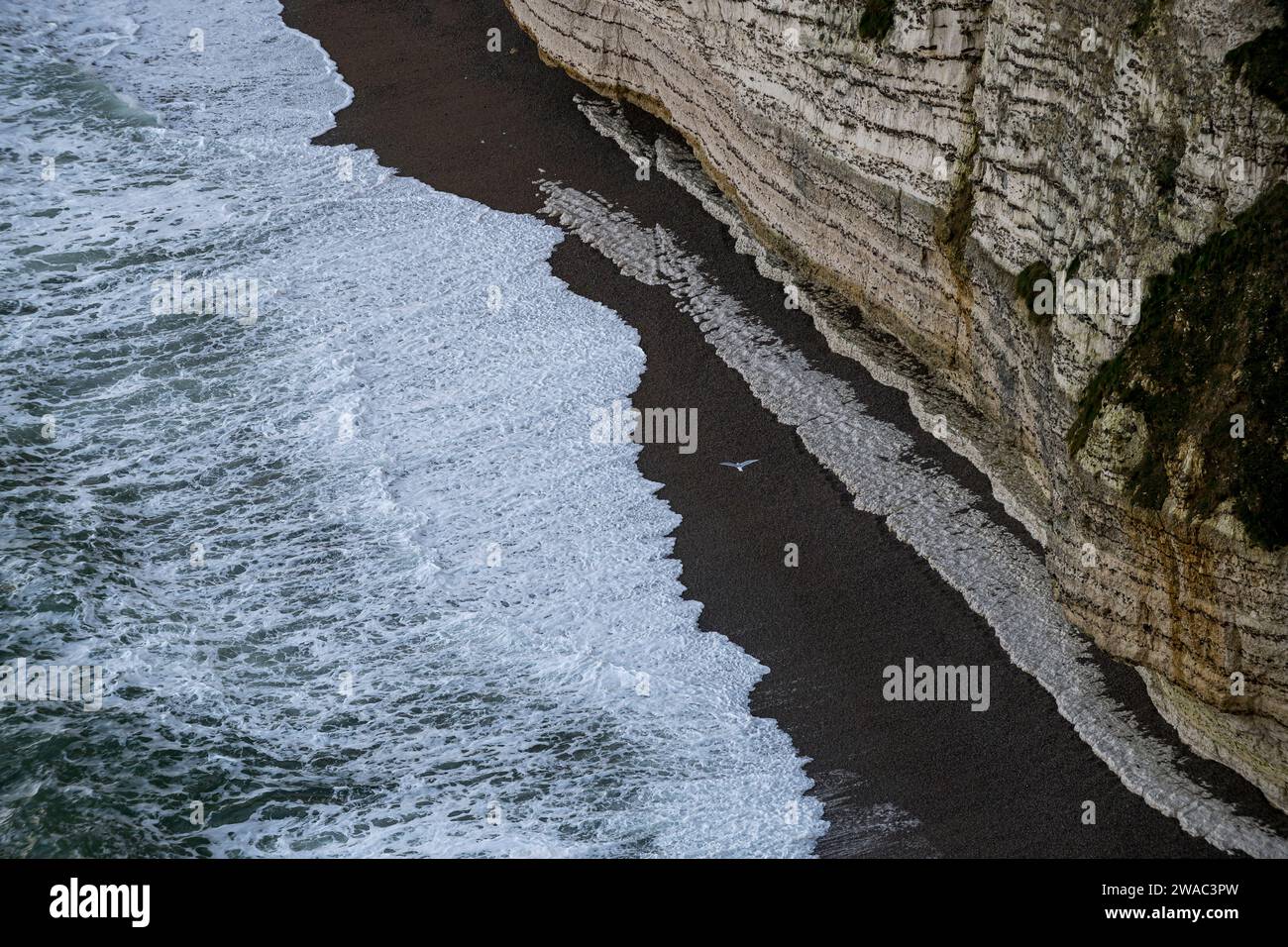 Black pebble beach with chalk cliffs and white waves and a flying sea ...
