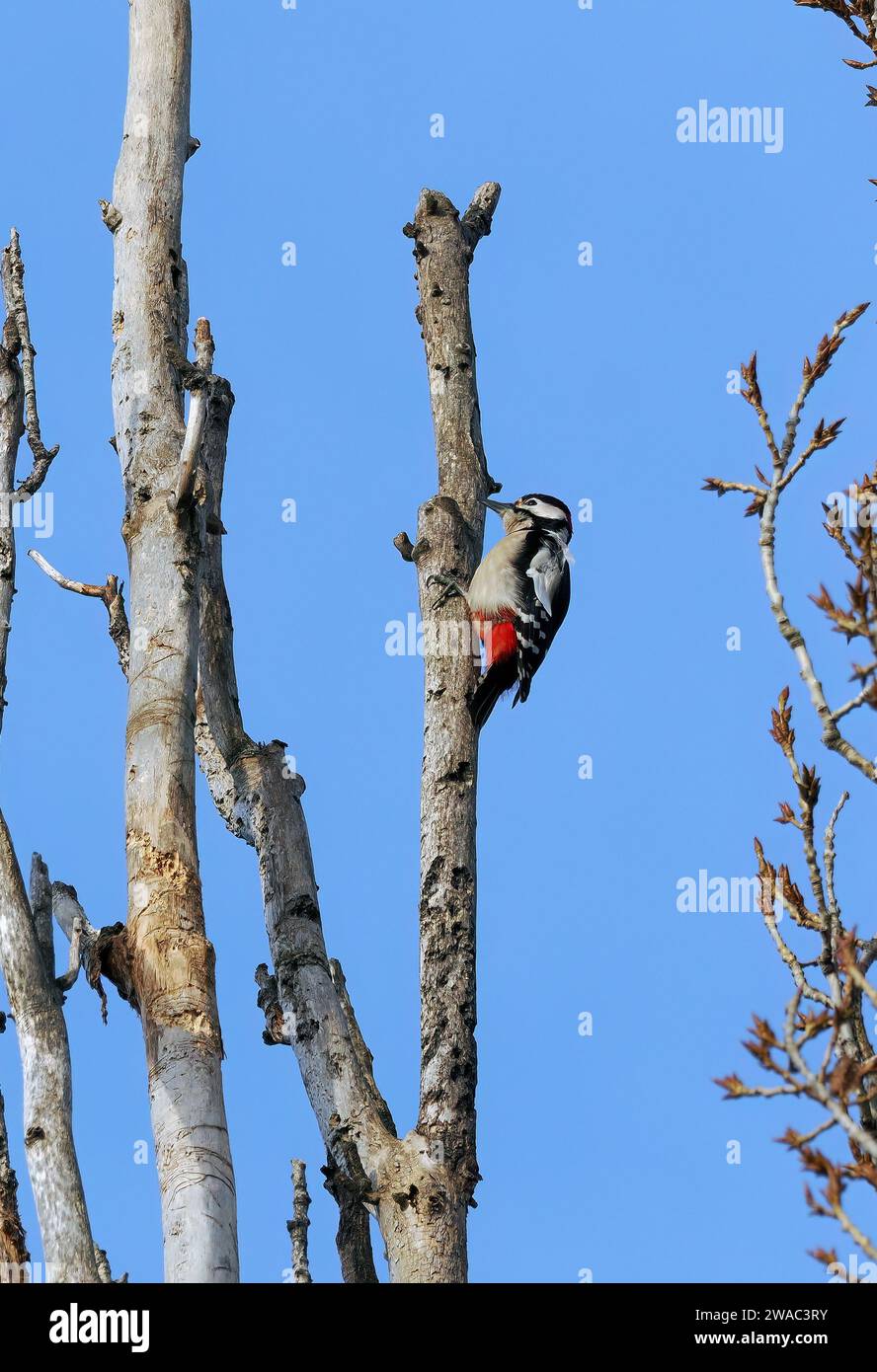 Great spotted woodpecker, Buntspecht, Pic épeiche, Dendrocopos major, nagy fakopáncs, Budapest ...