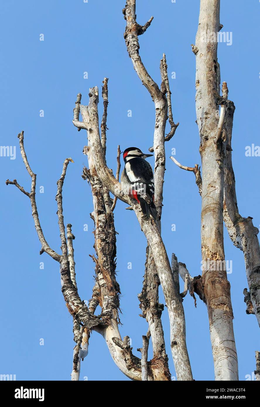 Great spotted woodpecker, Buntspecht, Pic épeiche, Dendrocopos major, nagy fakopáncs, Budapest ...