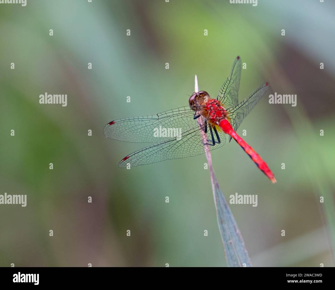 Red Meadowhawk Dragonfly perched on a reed Stock Photo - Alamy
