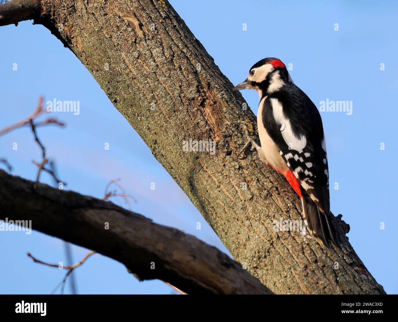 Great spotted woodpecker, Buntspecht, Pic épeiche, Dendrocopos major, nagy fakopáncs, Budapest ...