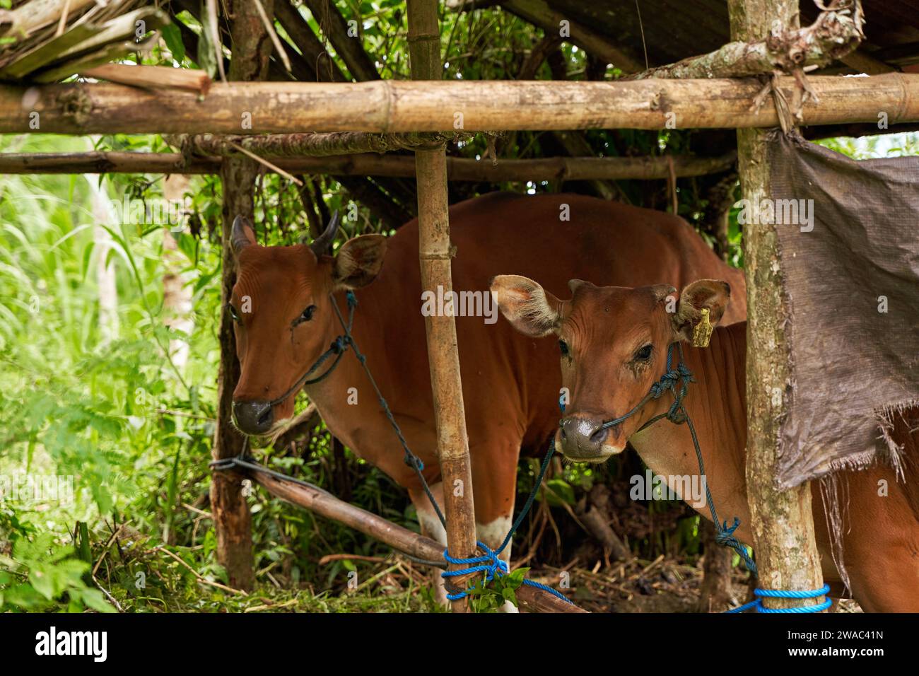 Balinese brown cows stand tied up in a stall under a canopy in the ...