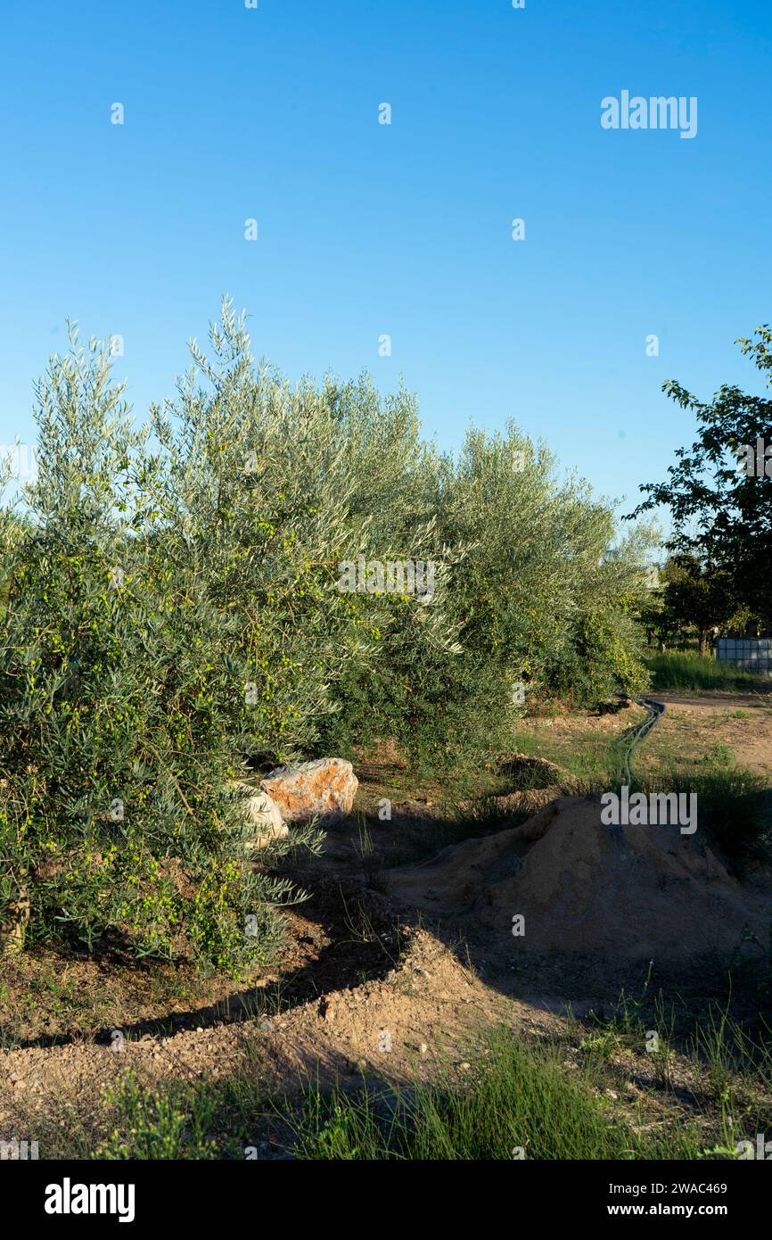 Olive trees in full production in a crop field under blue summer sky ...