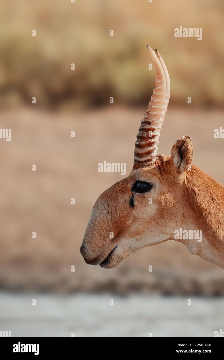 Portrait of A young male saiga antelope. Saiga head in profile. Portret ...