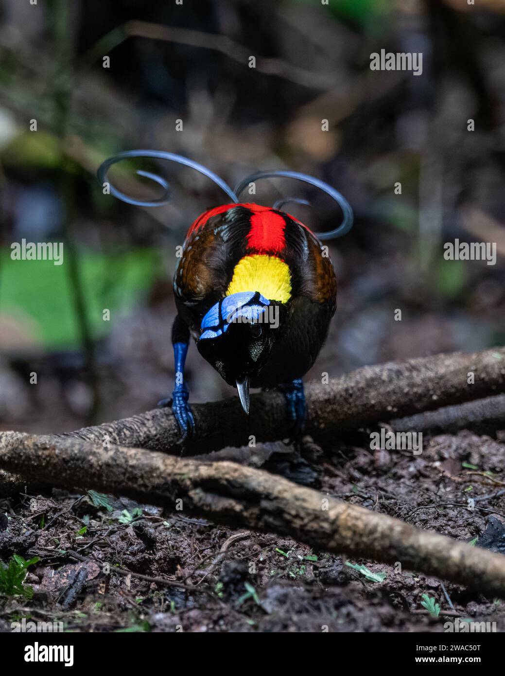 Wilson's bird-of-paradise or Diphyllodes respublica seen in Waigeo in ...
