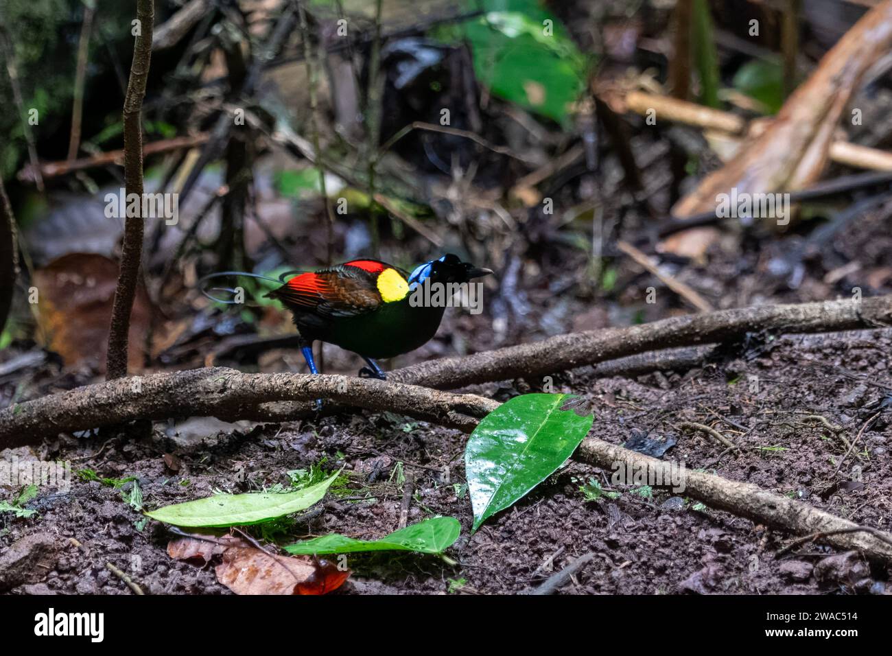 Wilson's bird-of-paradise or Diphyllodes respublica seen in Waigeo in ...