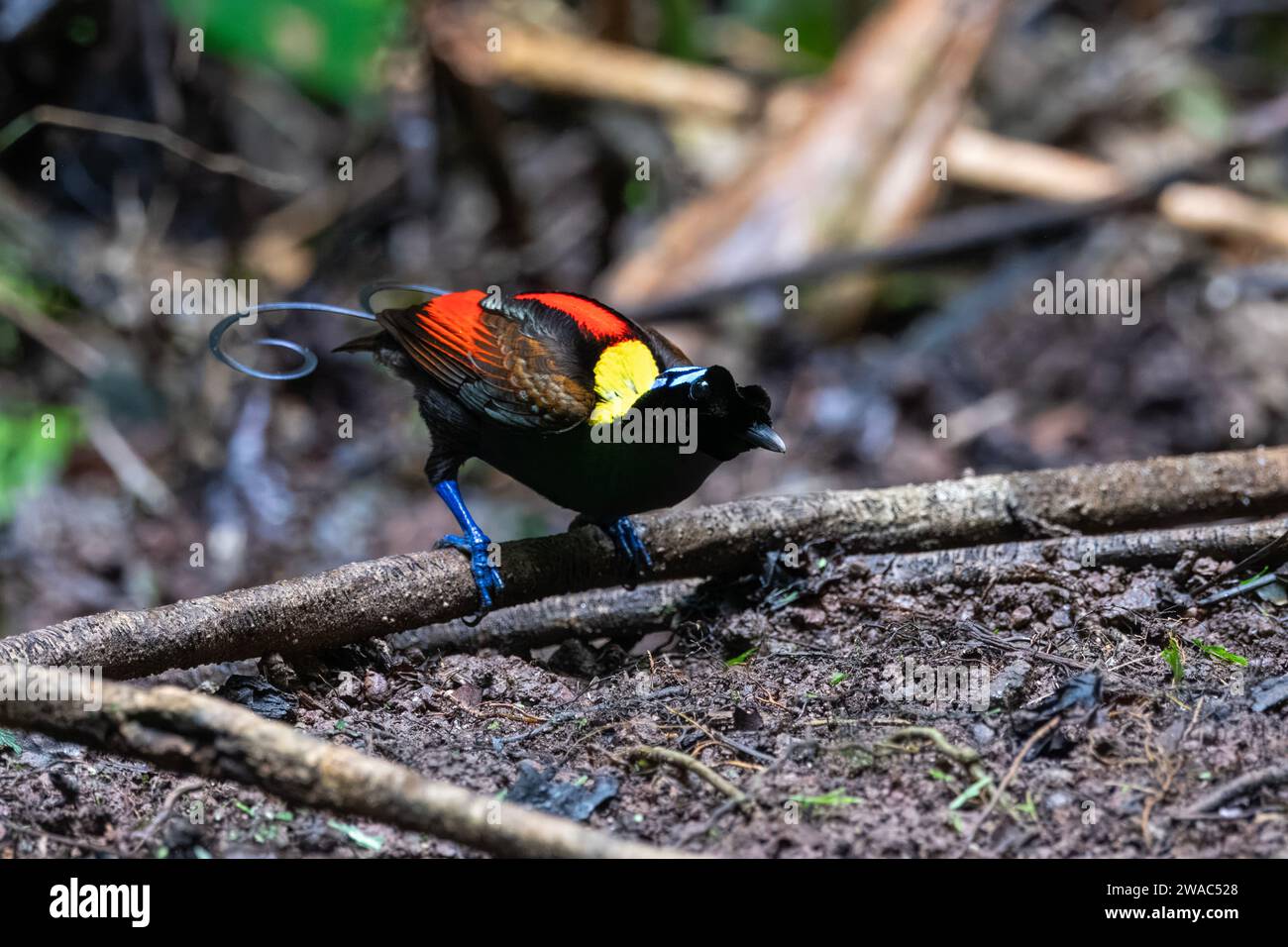 Wilson's bird-of-paradise or Diphyllodes respublica seen in Waigeo in ...