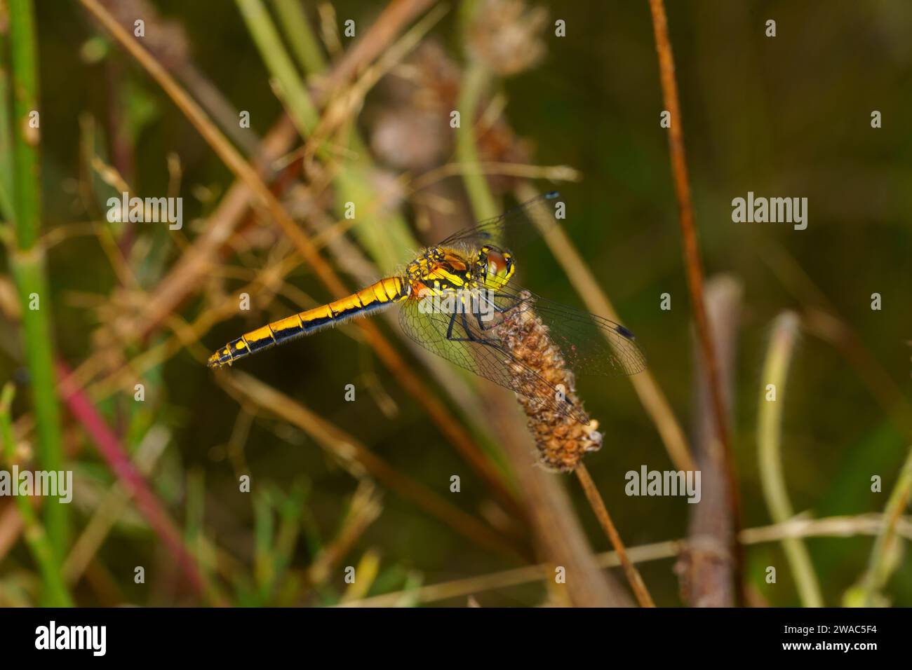 Sympetrum danae Family Libellulidae Genus Sympetrum Black darter Black ...