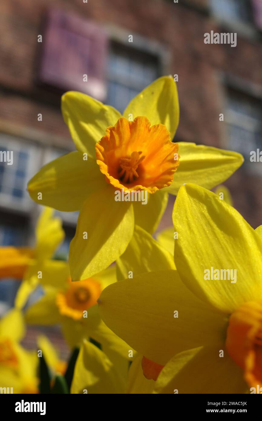 Perennial plant april orange hi-res stock photography and images - Alamy