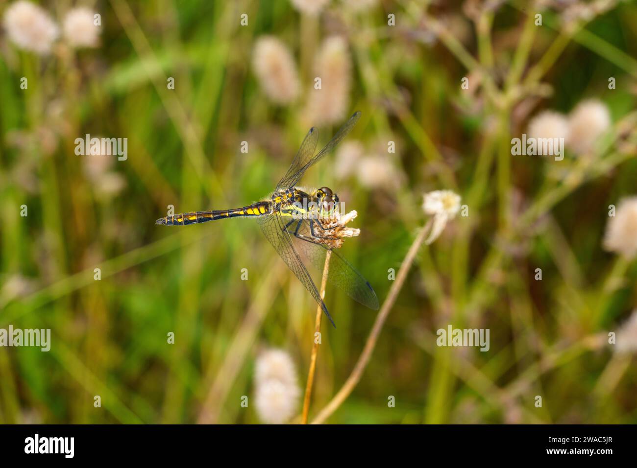 Sympetrum danae Family Libellulidae Genus Sympetrum Black darter Black ...