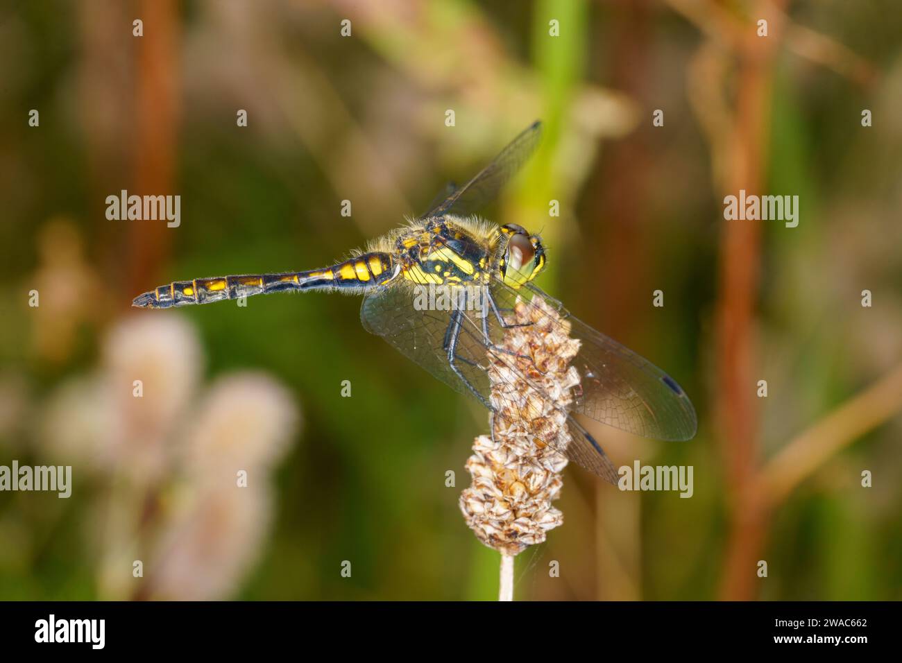Sympetrum danae Family Libellulidae Genus Sympetrum Black darter Black ...