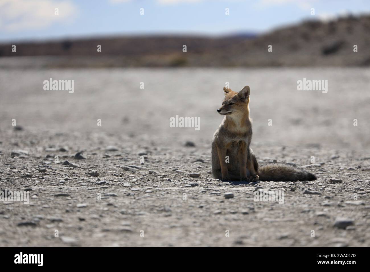 A Patagonian Culpeo Fox along route 41.Santa Cruz Province.Argentina ...