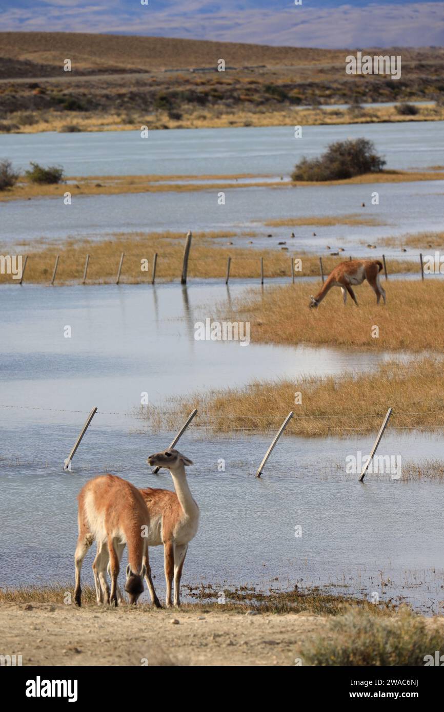 Guanacos (Lama guanicoe) along provincial Route 23 near El Chalten ...