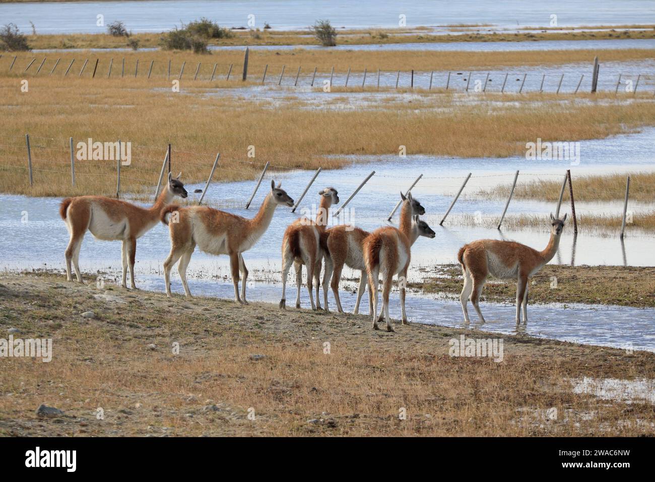 Guanacos (Lama guanicoe) along provincial Route 23 near El Chalten ...