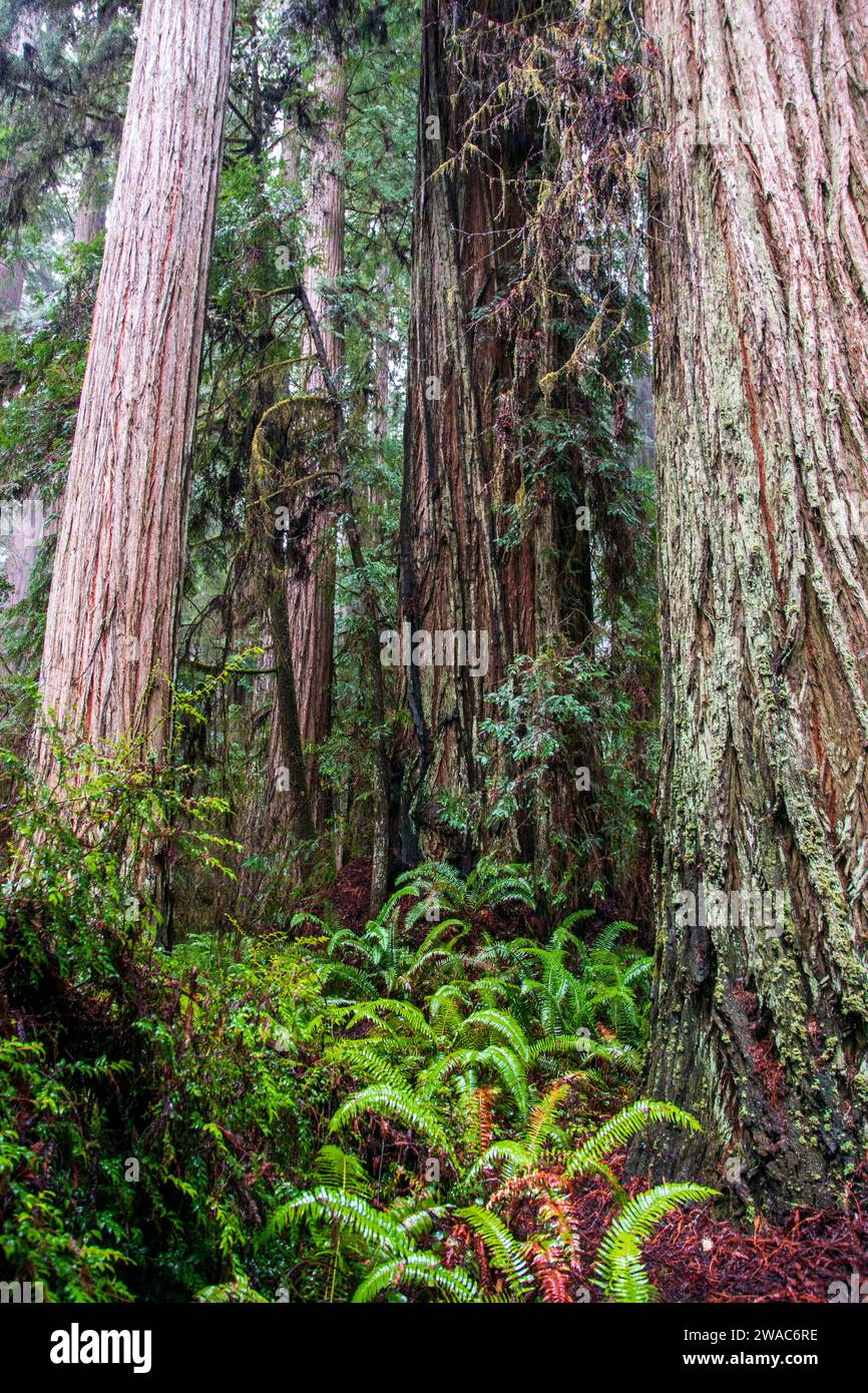 Jedediah Smith Redwoods State Park is filled with old-growth redwood ...