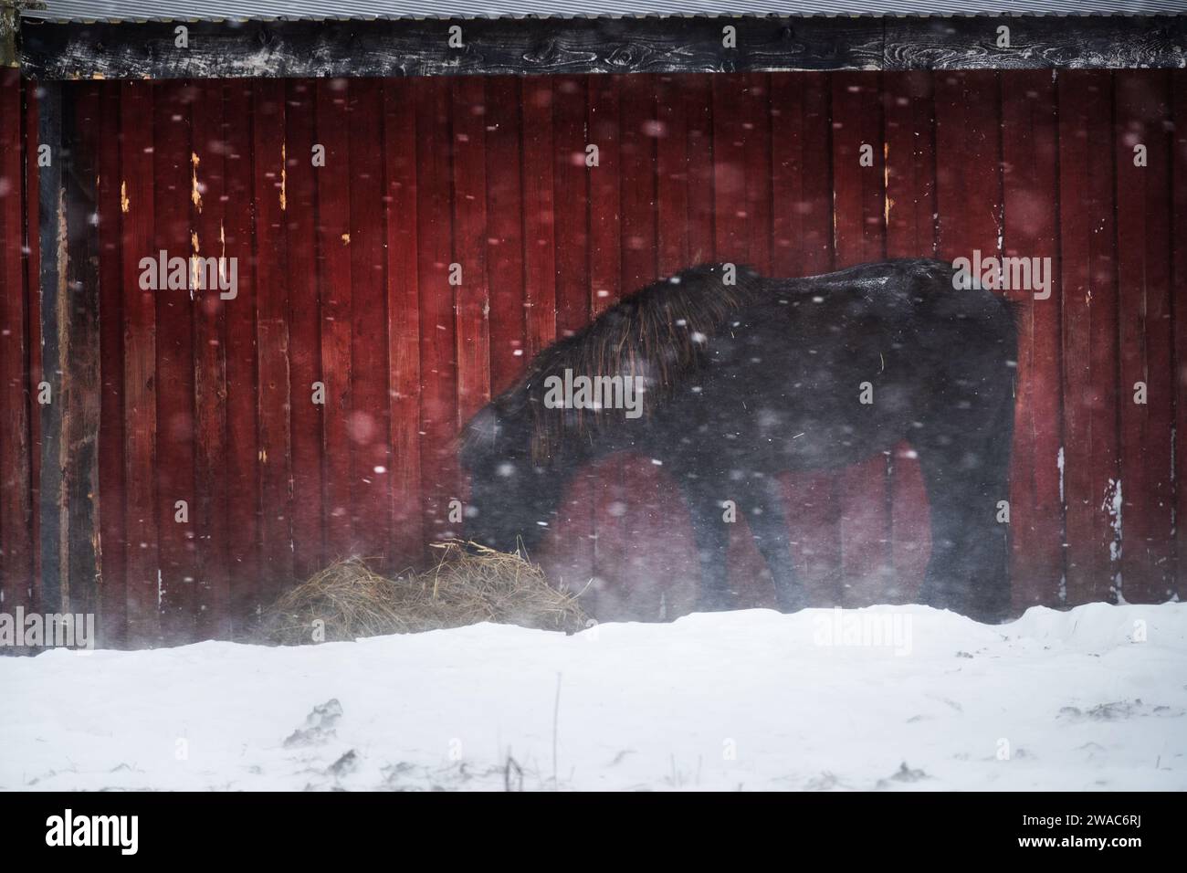 Seasonal weather, cold and snowy weather during a winter storm on ...