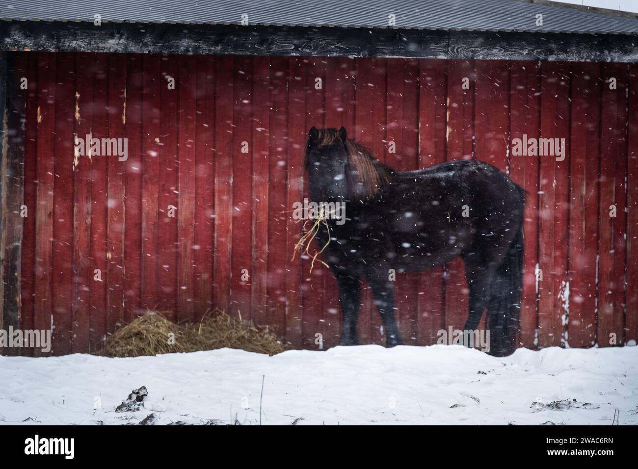 Seasonal weather, cold and snowy weather during a winter storm on ...