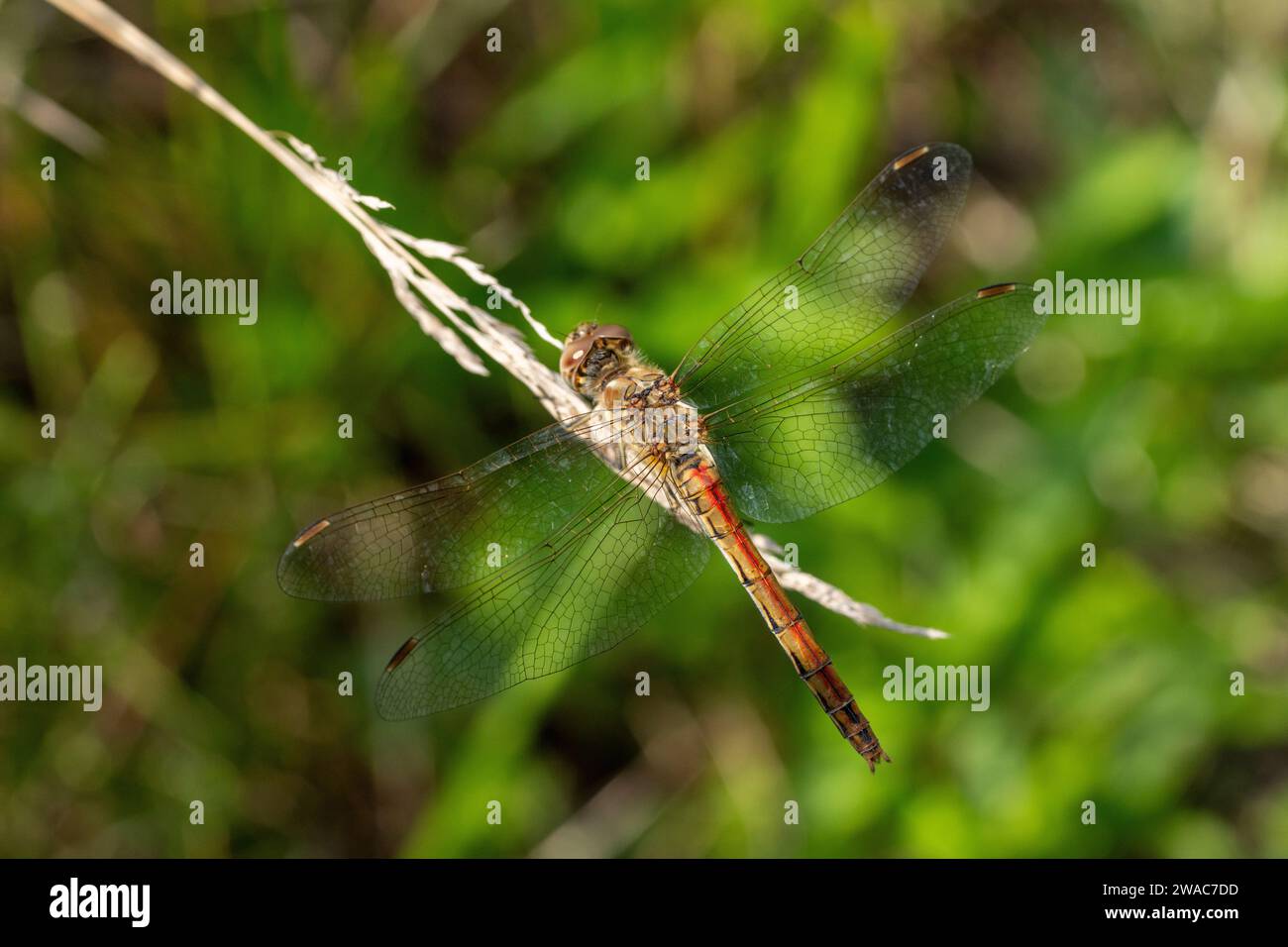 Sympetrum striolatum Family Libellulidae Genus Sympetrum Common Darter ...