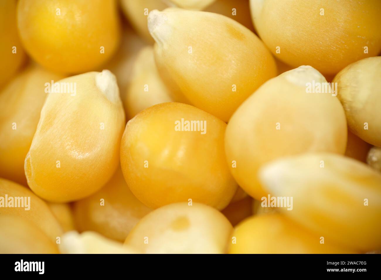 Popcorn kernels in extreme close up,top view macro Stock Photo - Alamy